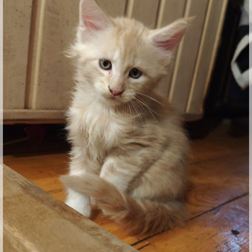 Мейн-кун котёнок