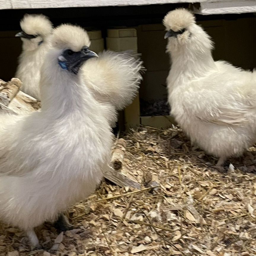 Китайские шелковые куры