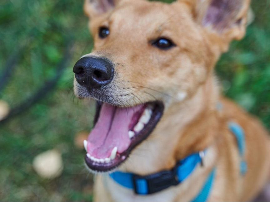 Собака в добрые руки