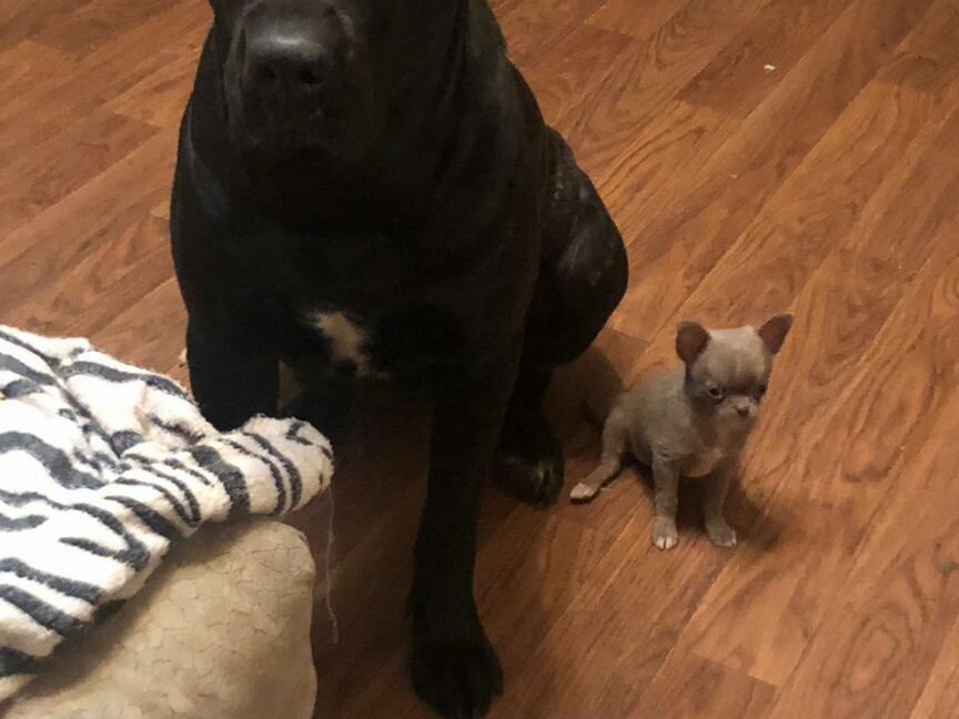 Крошка чихуашка