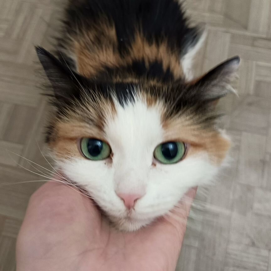 Отдам кошку в добрые руки