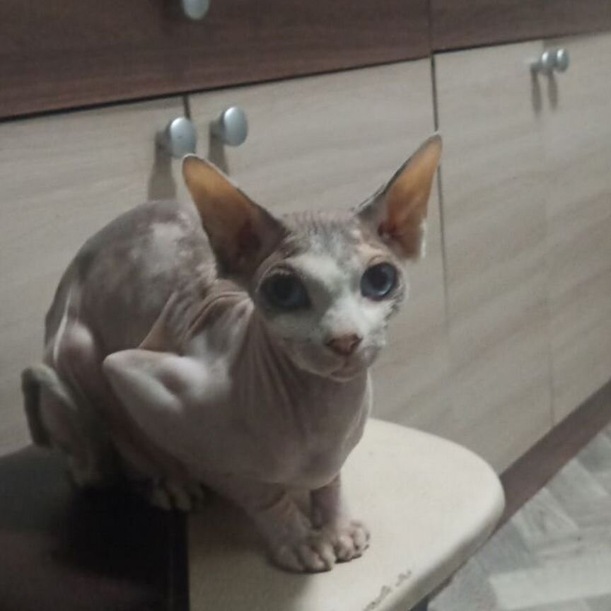 Котята в добрые руки бесплатно необычная девочка