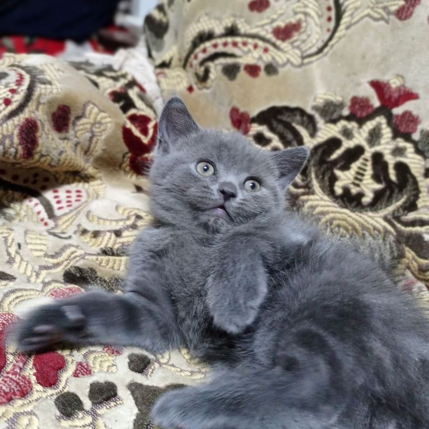 Шотландский вислоухий короткошёрстный котёнок