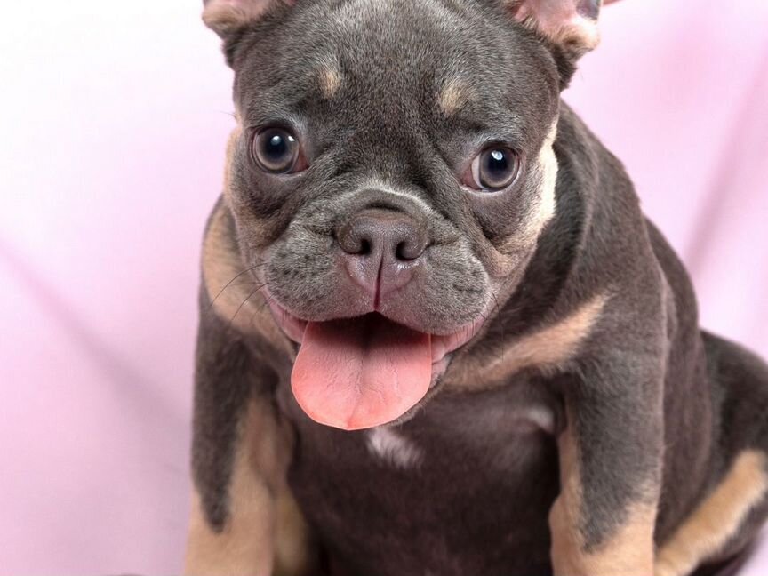 Французский бульдог лилак тан