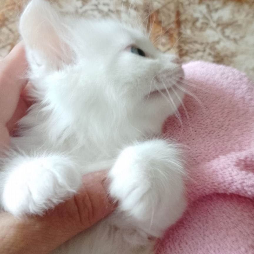 Котята породистые