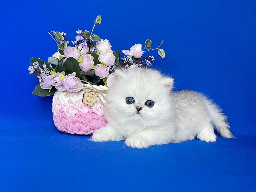 Персидская шиншилла