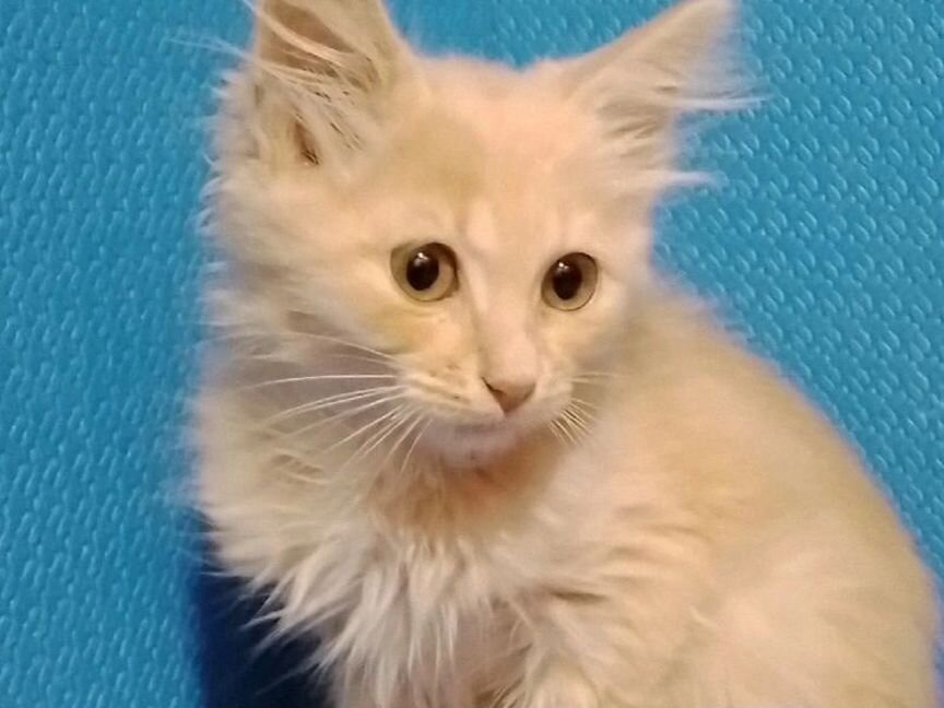 Пушистый мальчик