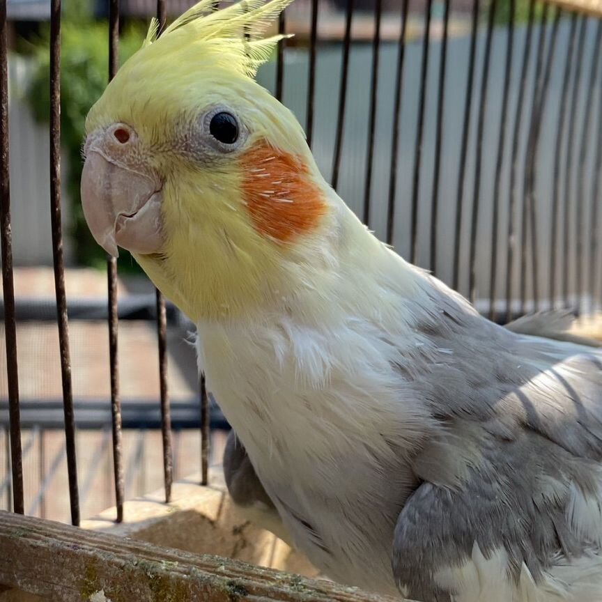 Попугай корелла самец