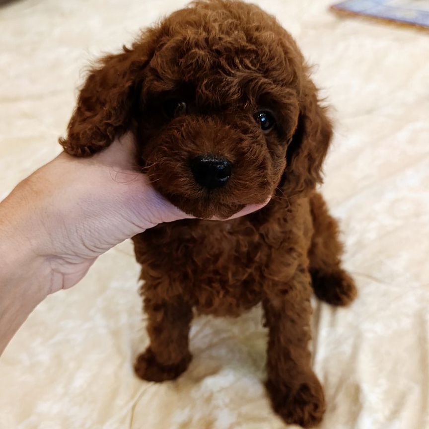 Той-пудель, щенок