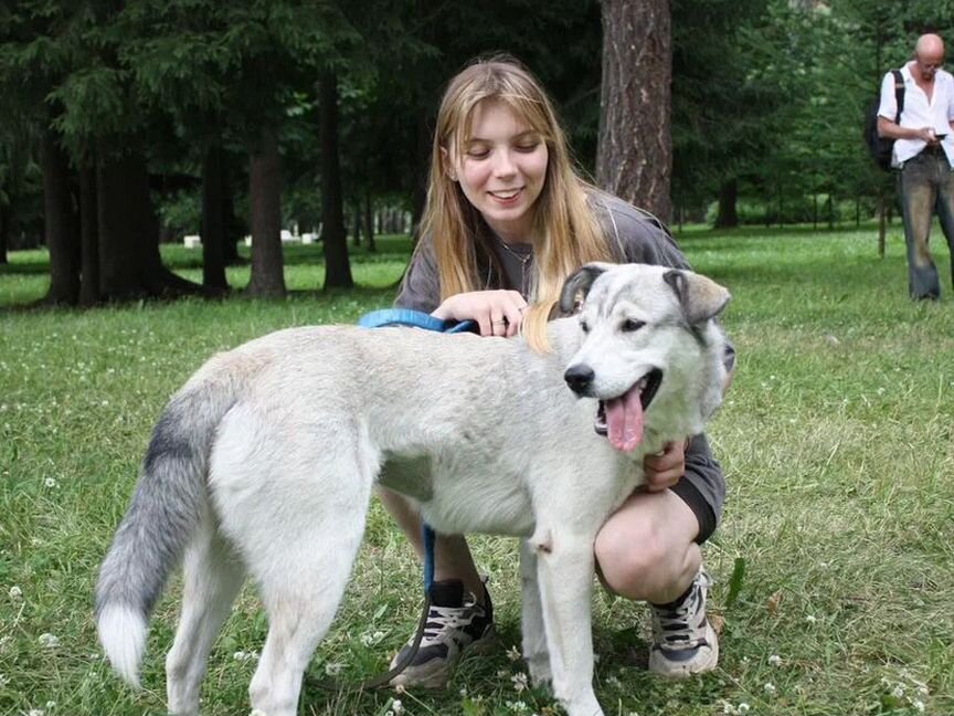 Собака в добрые руки