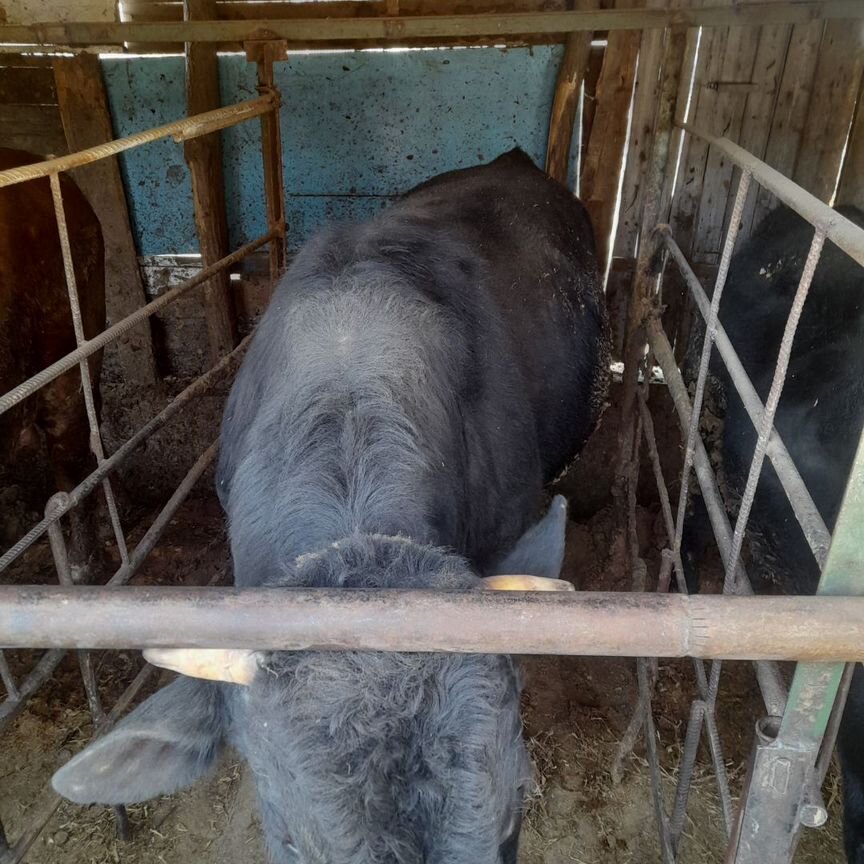 Бички от корме