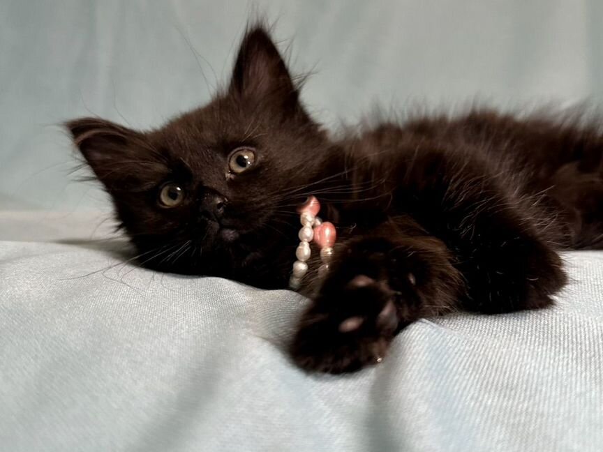 Милые котята ищут дом