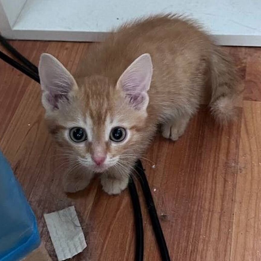 Котёнок в добрые руки