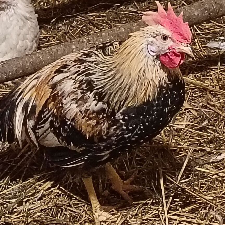 Молодые домашние петушки