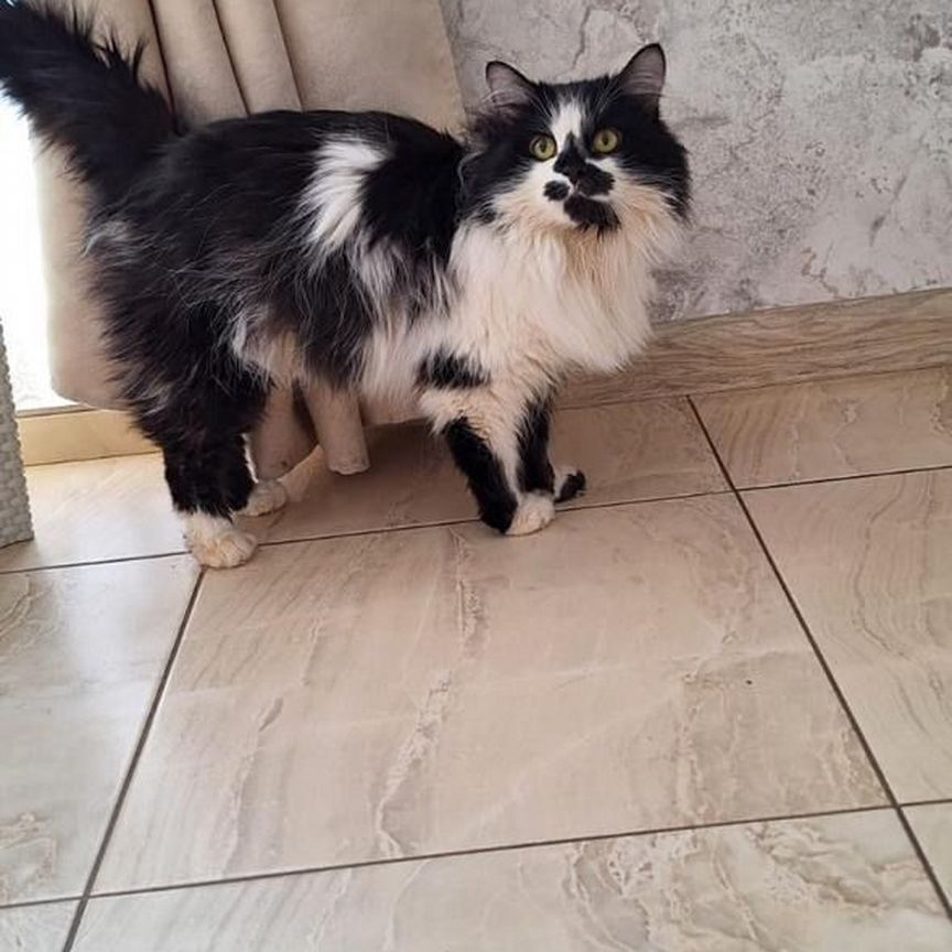 Котик Тайсон в добрые руки