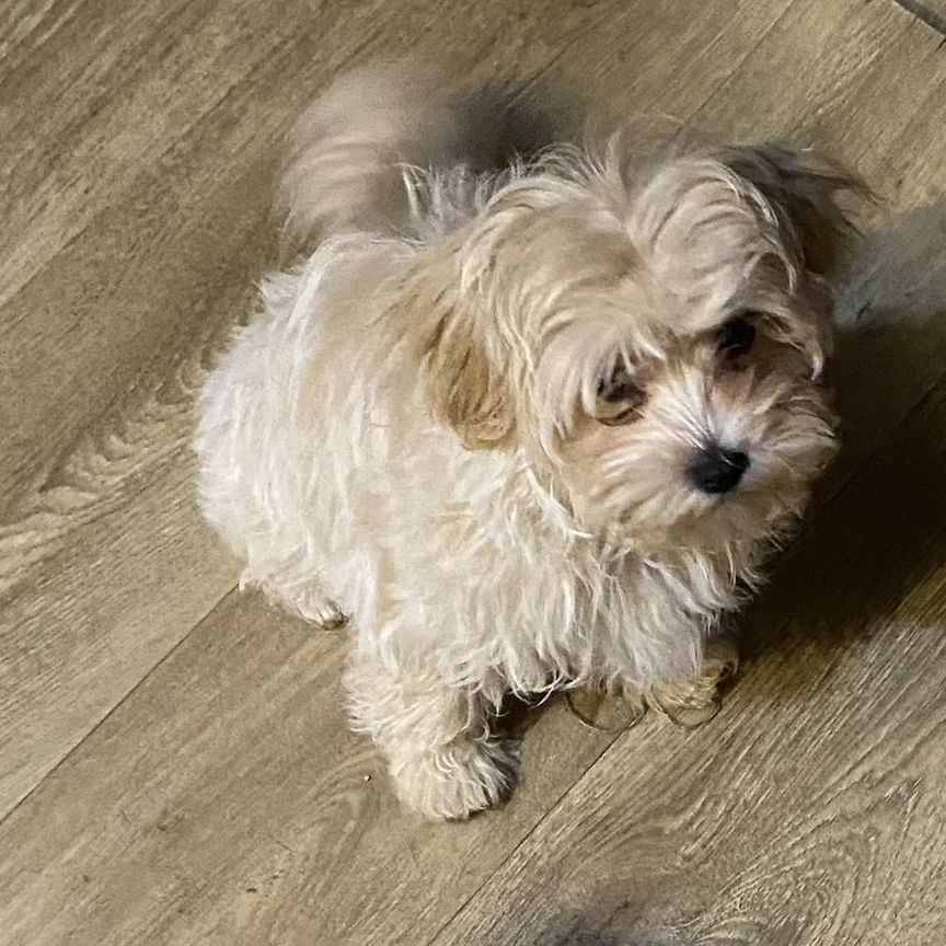 Мальтипу, щенок