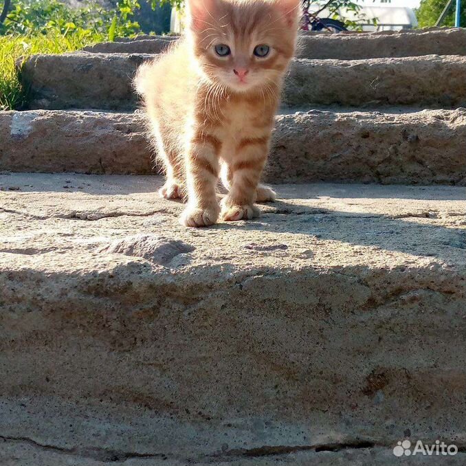 Продам рыжего котëнка