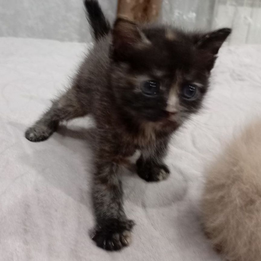 Котёнок в добрые руки