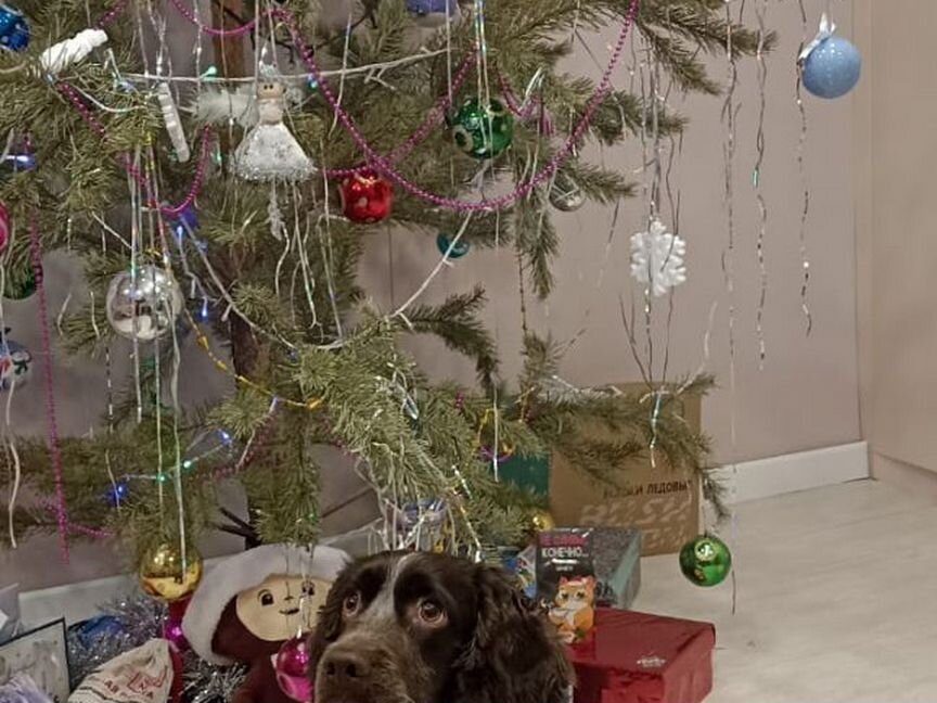 Рэм - русский спаниэль ищет подружку для вязки