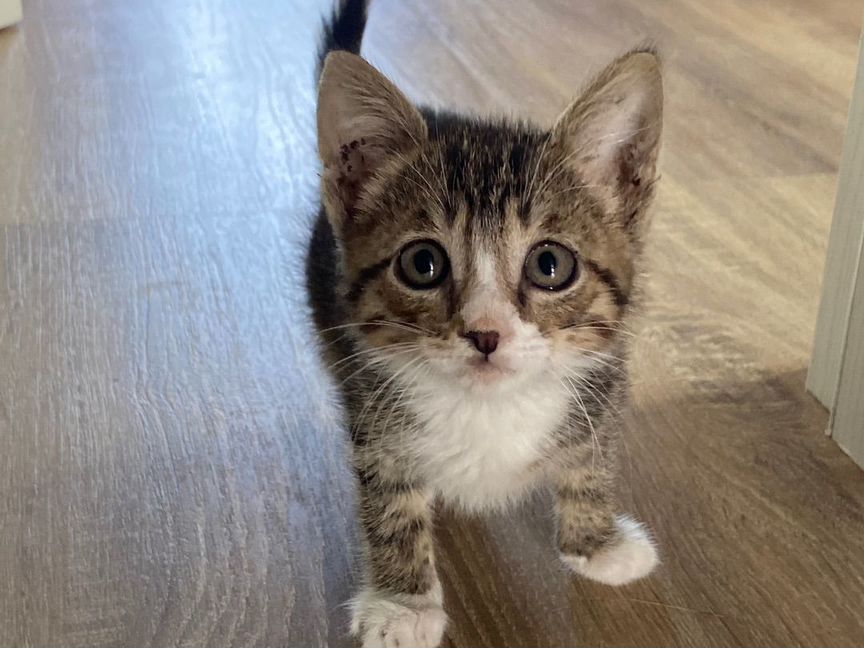 Котенок в добрые руки