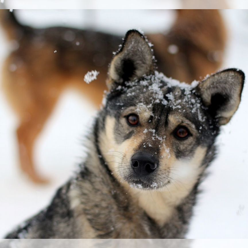 Мелкая собака в добрые руки