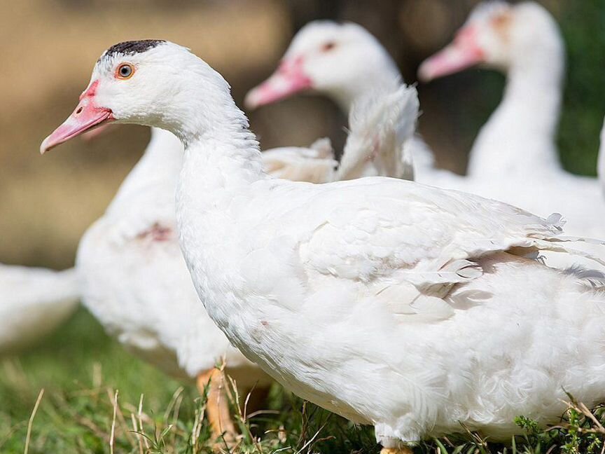 Утки мулард