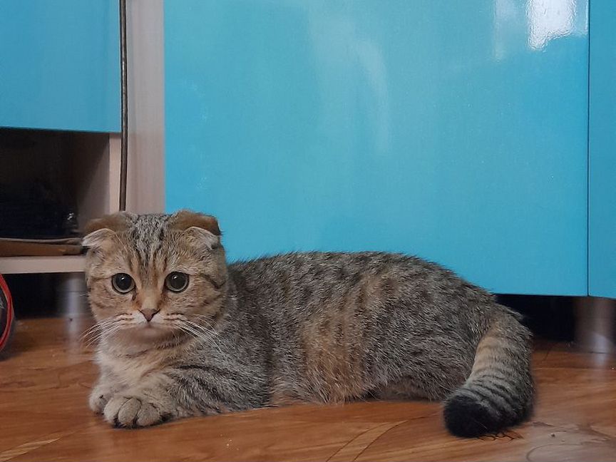 Кошка