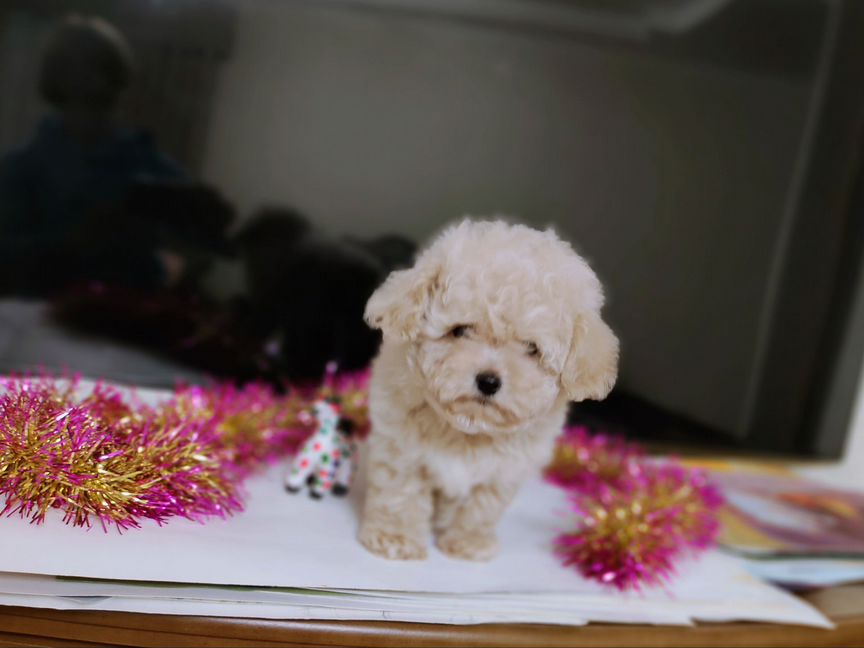 Щенок пушона