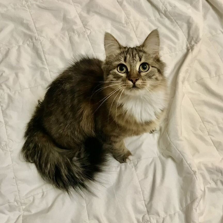 Чудесная Диди в добрые руки