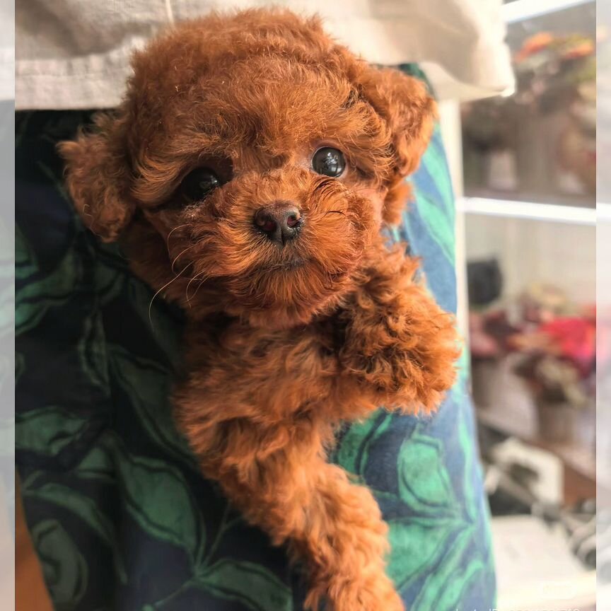 Той-пудель, щенок