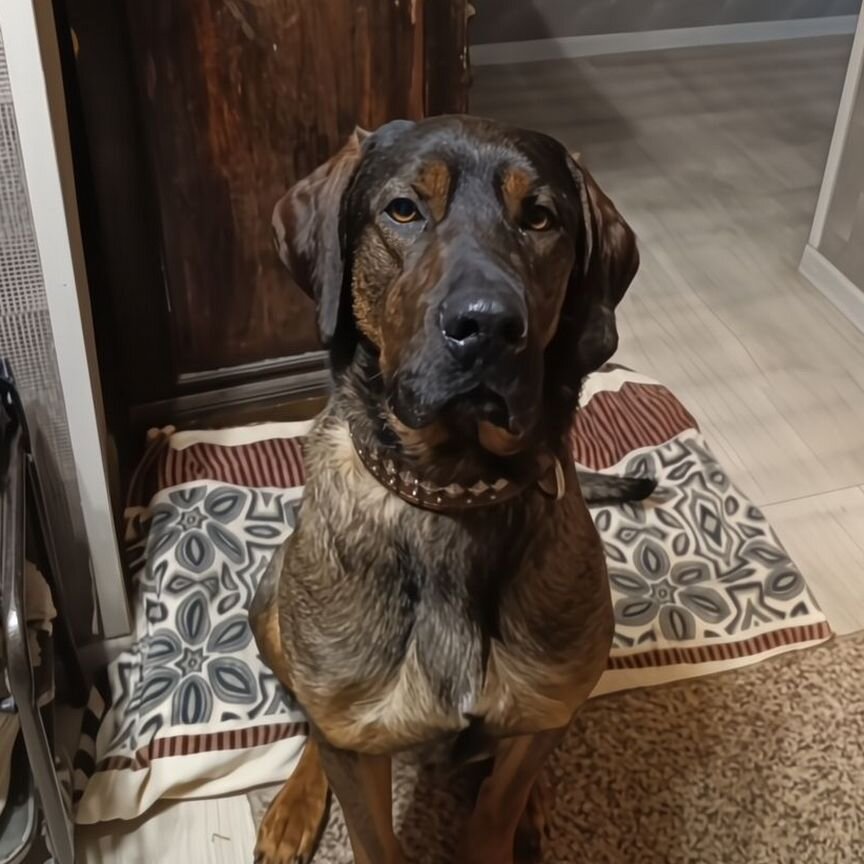 Плотт-хаунд, взрослый пёс