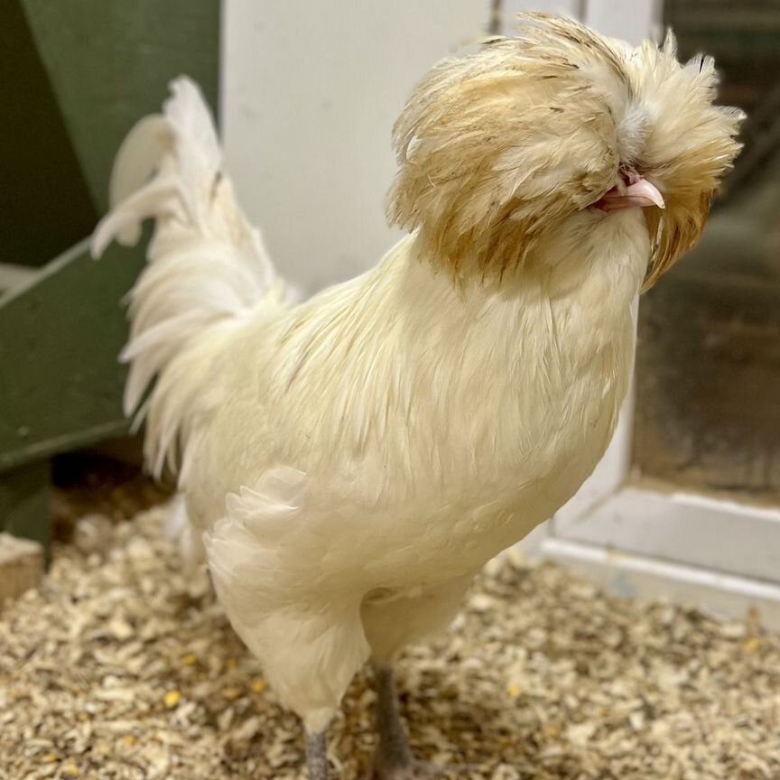 Петух Падуан