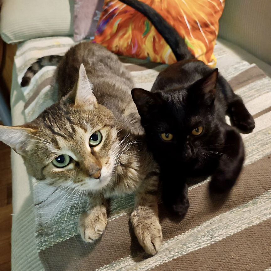 Оливер и Жужик ищут дом