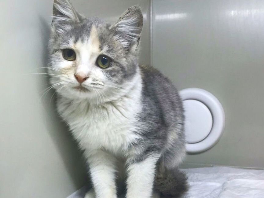 Котенок в добрые руки