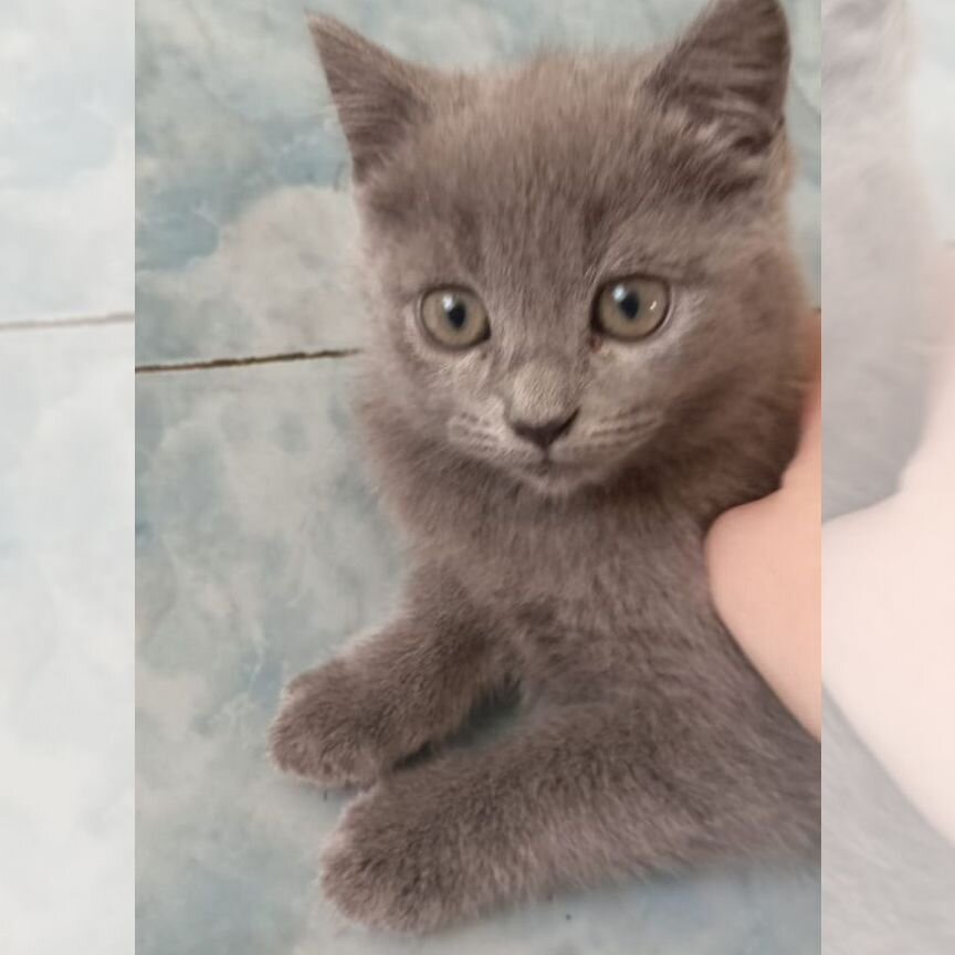 Серый котёнок добрые руки