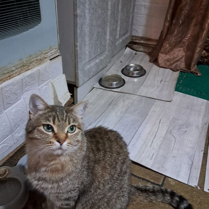 Кошки в добрые руки