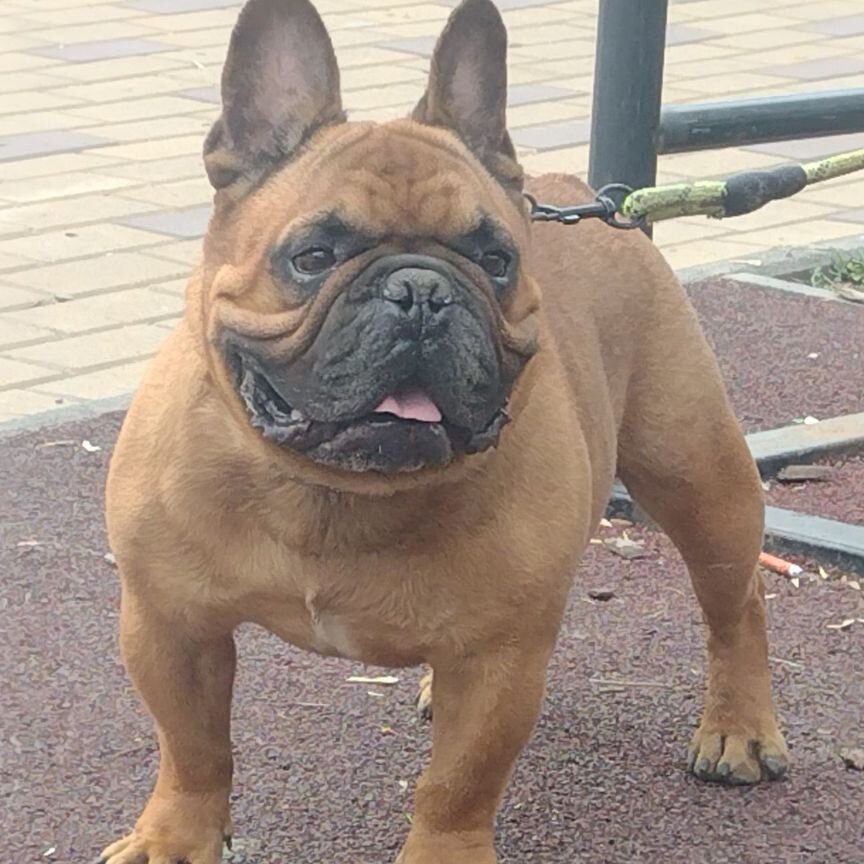 Французский бульдог, вязка