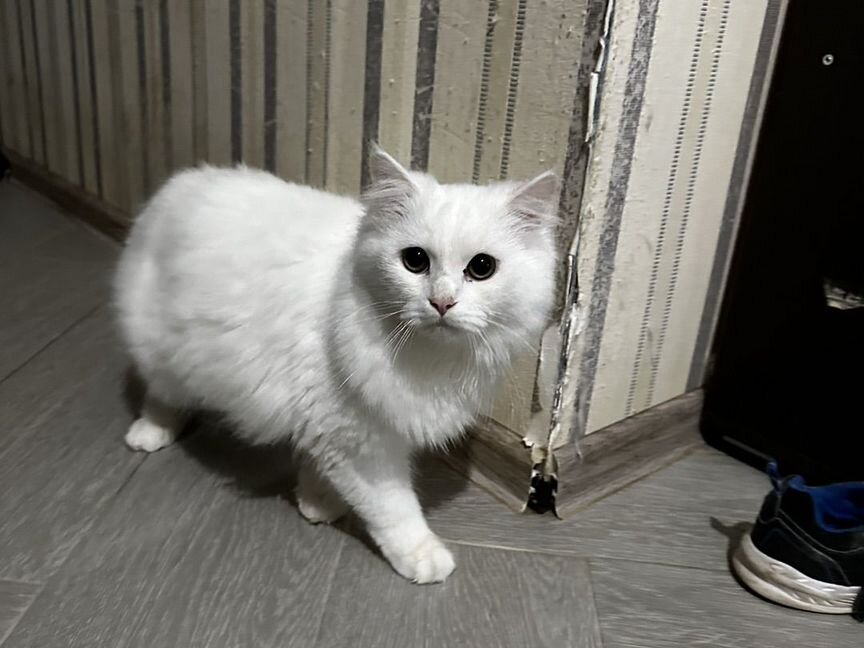 Турецкая ангора