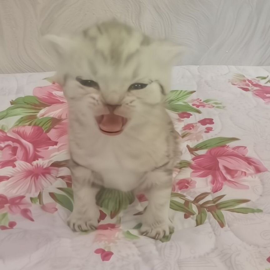 Британский короткошёрстный котёнок