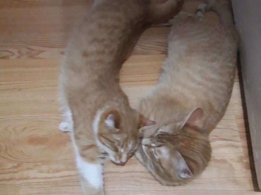 Рыжие коты