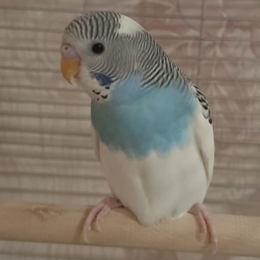 Волнистый попугай