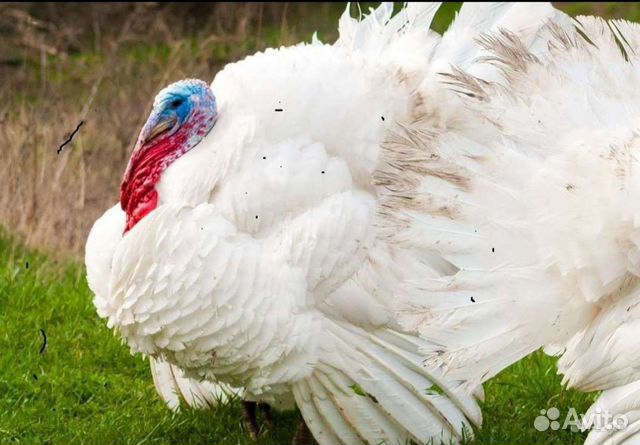 Индюк супертяж BIG-6 инкуб. яйц