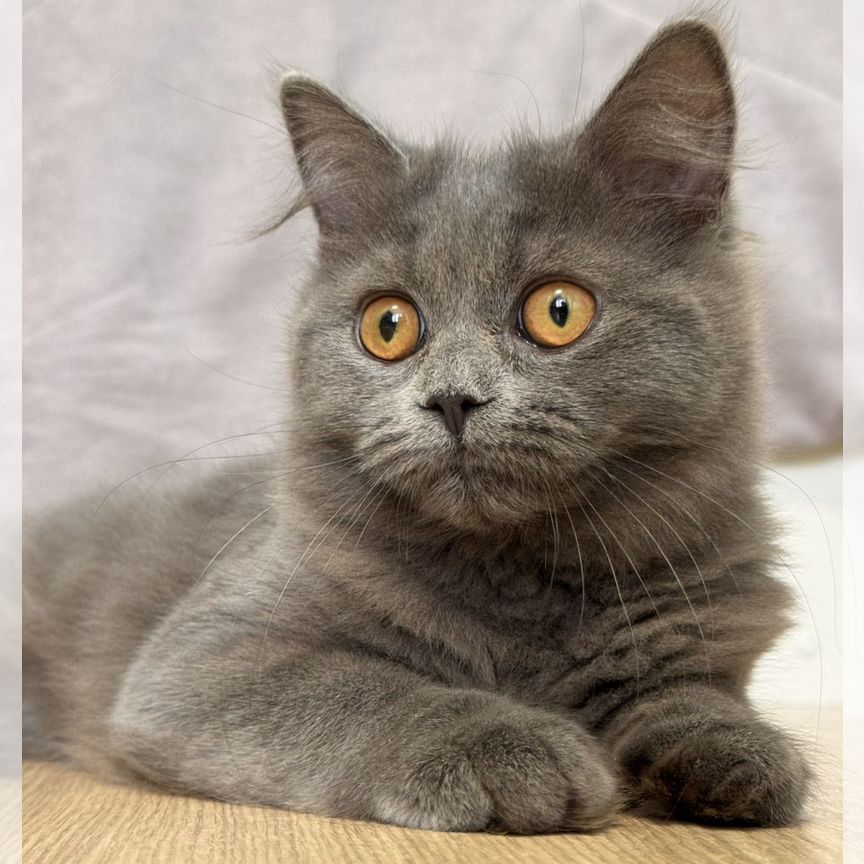 Котенок нибелунг девочка