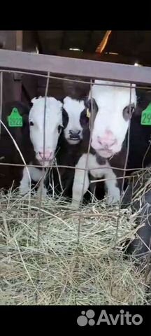 Бычки и тёлочки