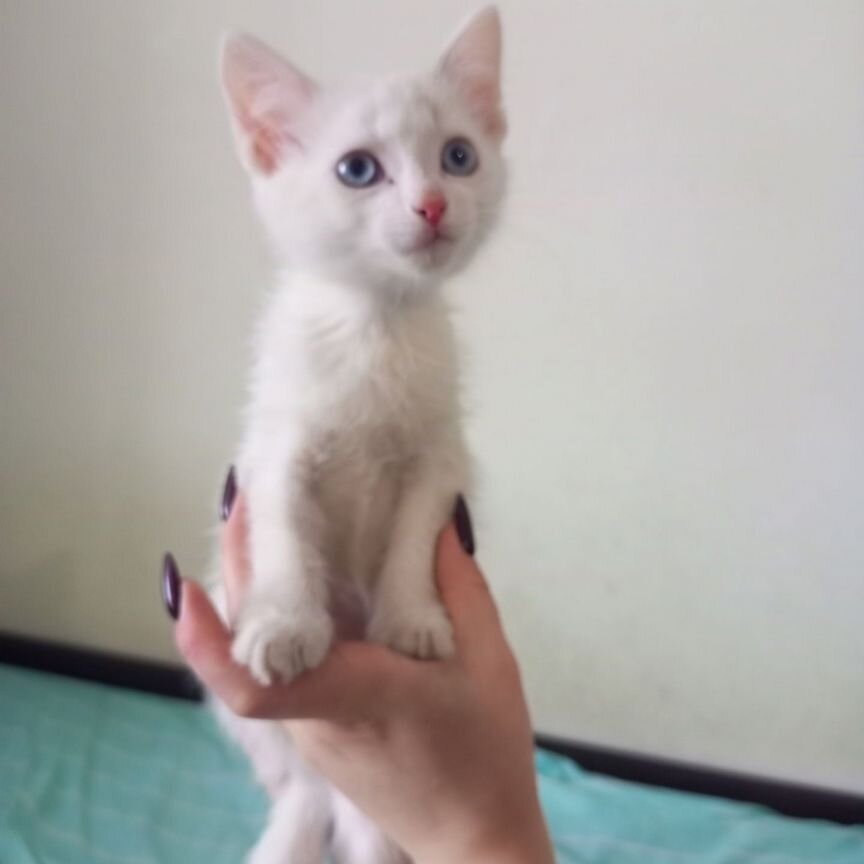 Котенок в тольятти