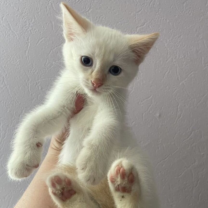 Котенок мальчик (2 месяца) в добрые руки