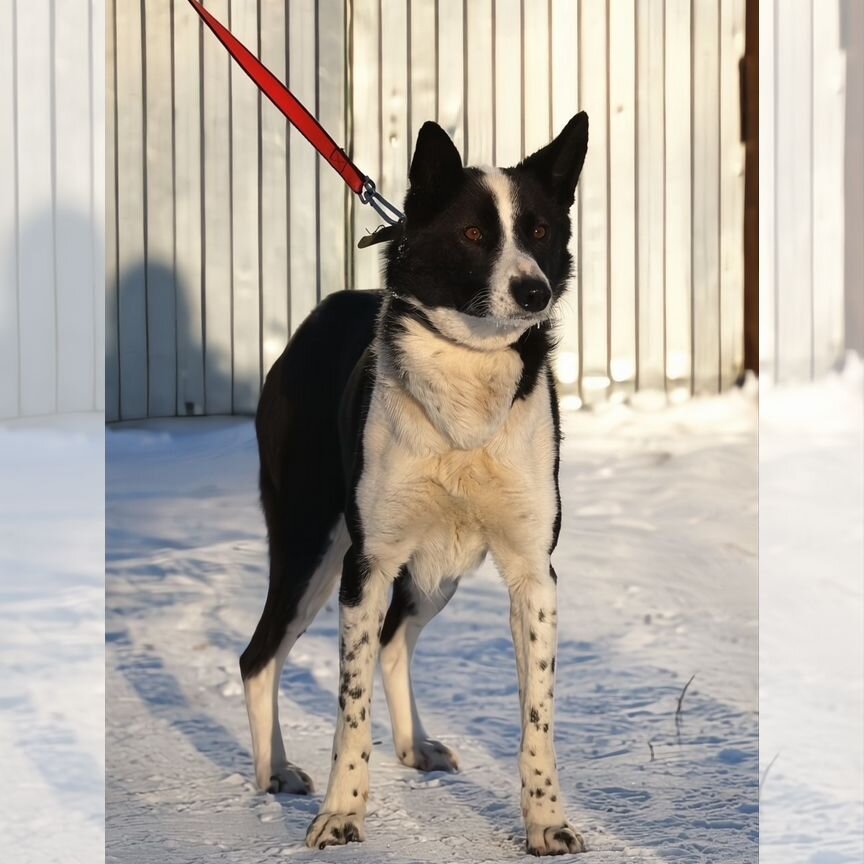 Взрослая собака в добрые руки