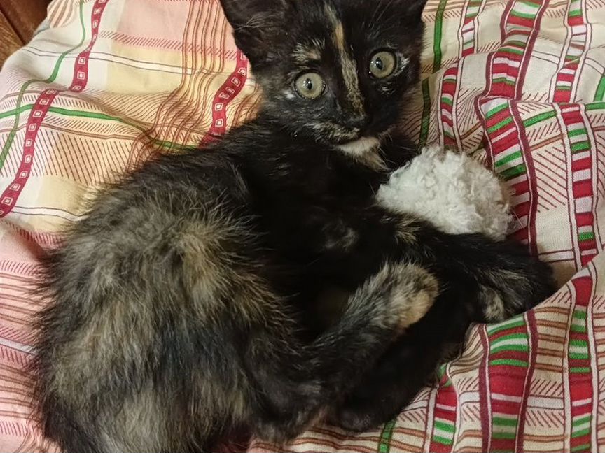 Котенок девочка черепаховая ищет дом