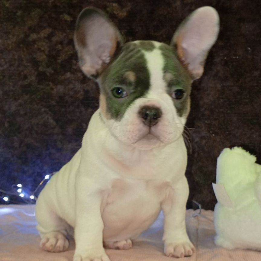 Французский бульдог, щенок