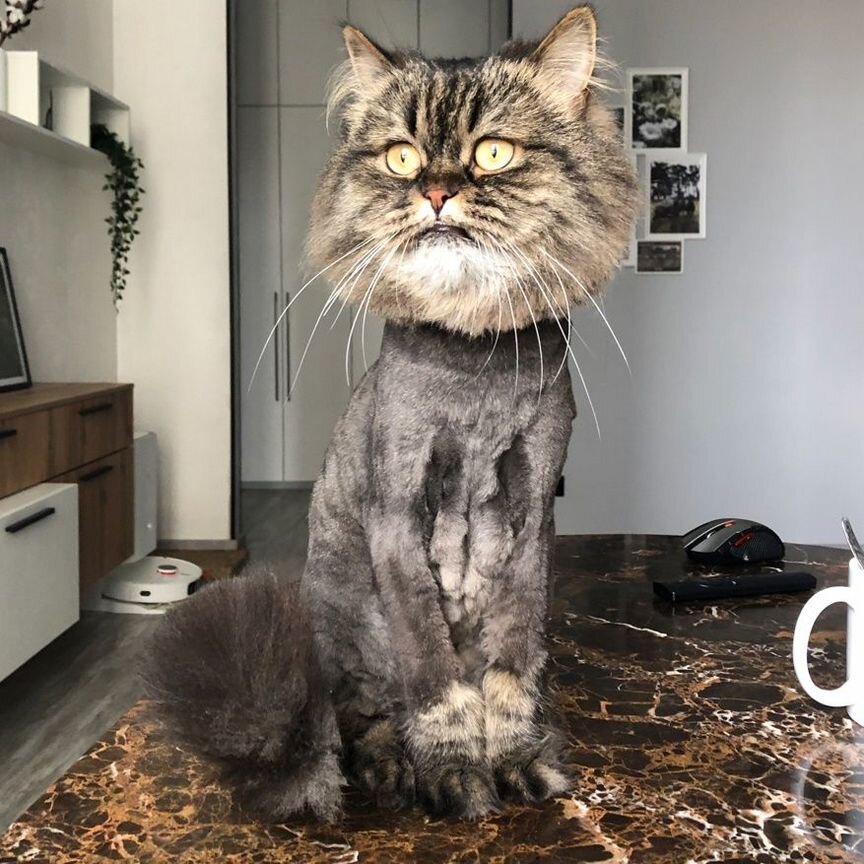 Отдам кота в хорошие руки